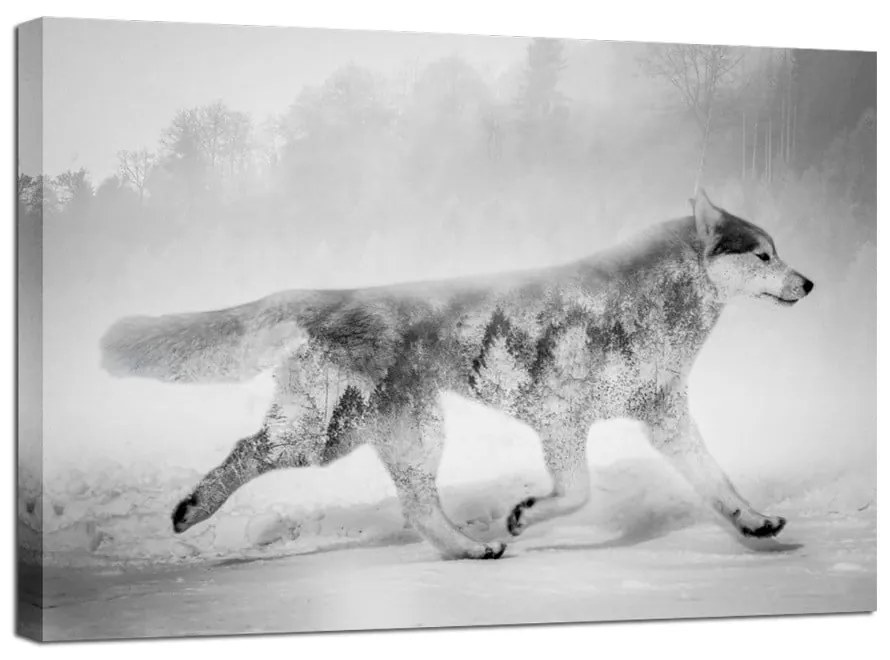 Obraz Styler Canvas Nordic Wolf, 75 x 100 cm