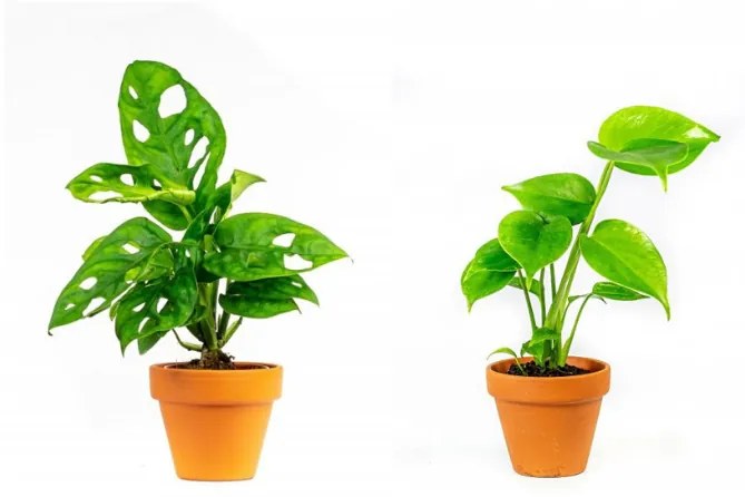 Set rostlin Baby plants Monstera