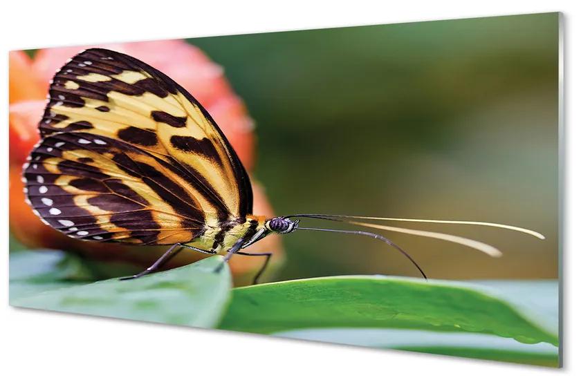 akrylový obraz motýl 125x50 cm
