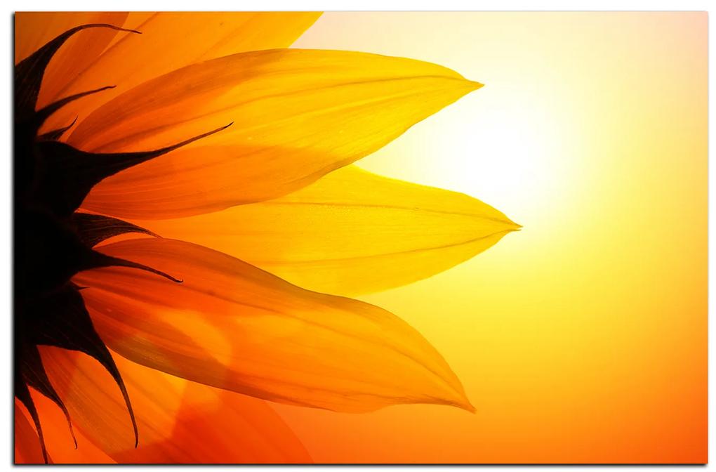 Obraz na plátně - Slunečnice květ 1201A (100x70 cm)