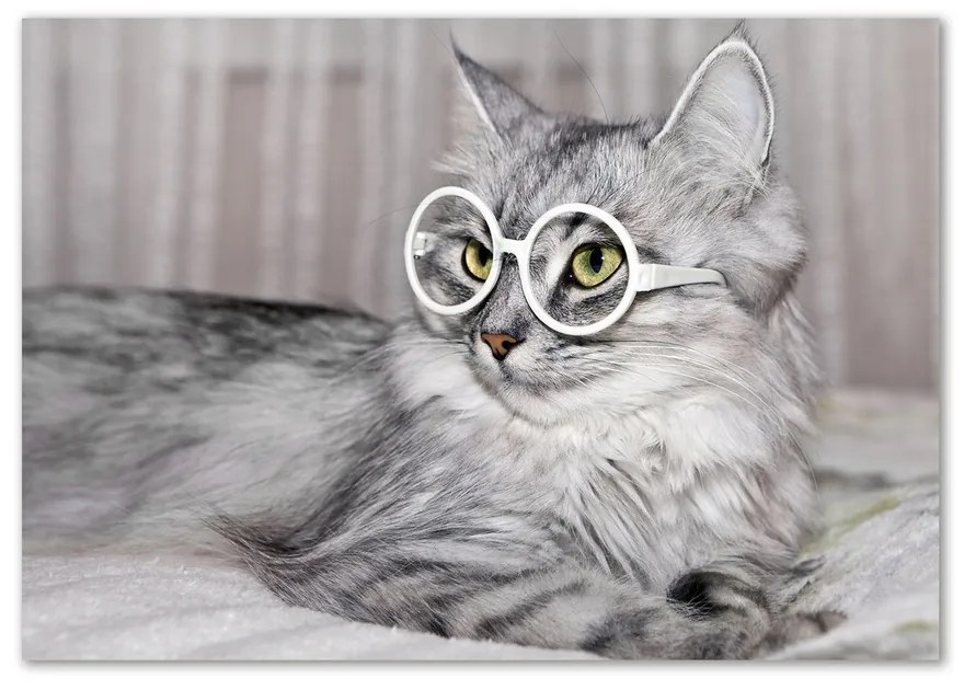 Wallmuralia Foto obraz akrylové sklo Kočka v brýlích 100x70