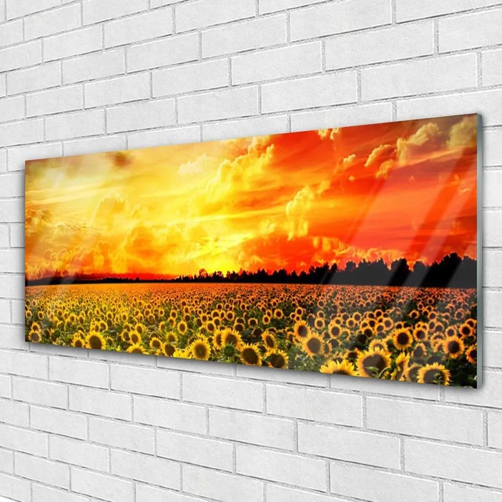 Plexisklo-obraz Louka Slunečnice Květiny 125x50 cm