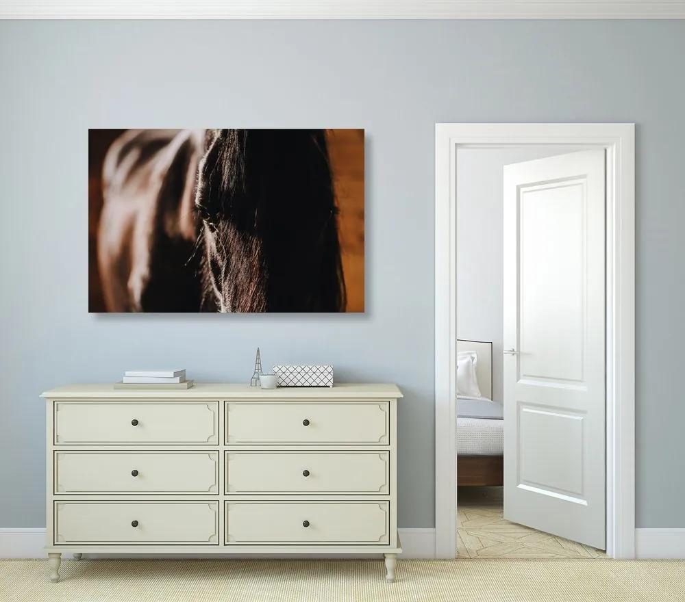 Obraz majestátní kůň - 60x40 cm