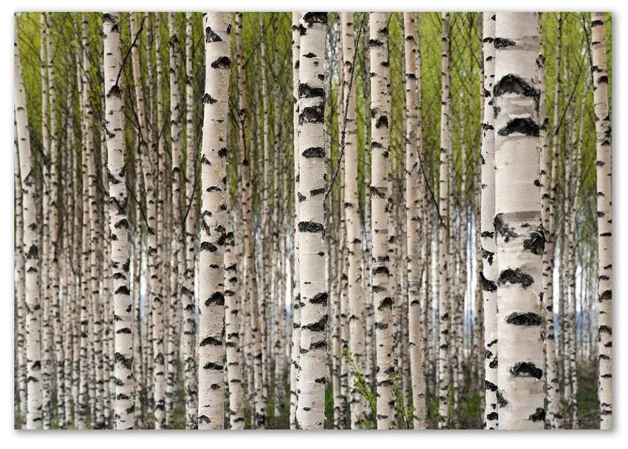 Wallmuralia Moderní skleněný obraz z fotografie Břízový les 100x70 cm
