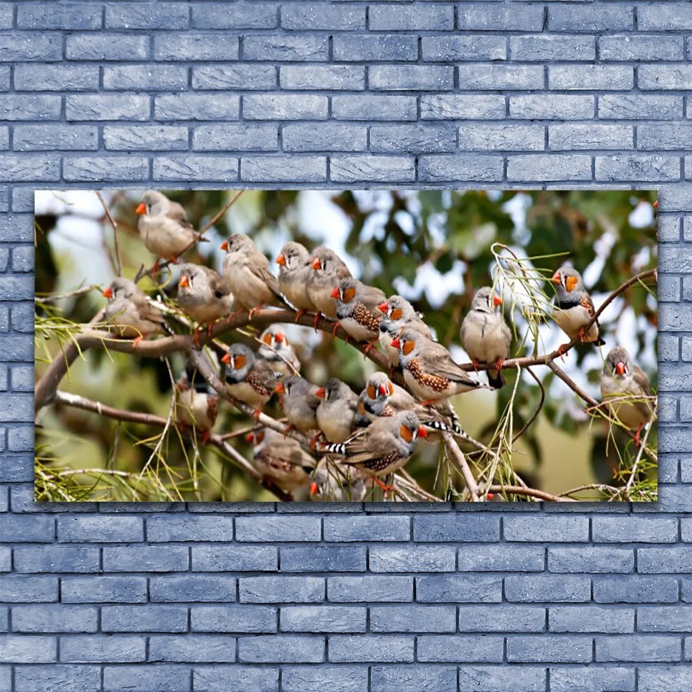 akrylový obraz Ptáci Zvířata 120x60 cm