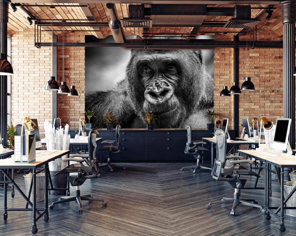 Malvis Tapeta Černobílá gorila Vel. (šířka x výška): 432 x 290 cm