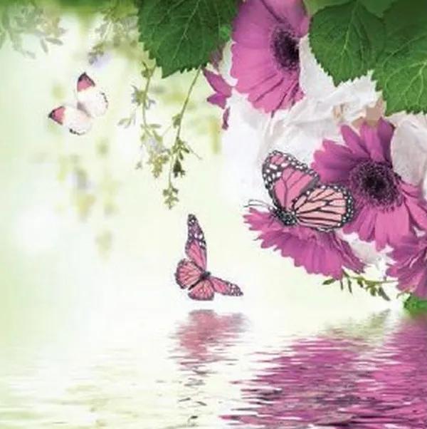 ART-STYLE Obrázek 30x30, motýl růžový, rám bílý s patinou