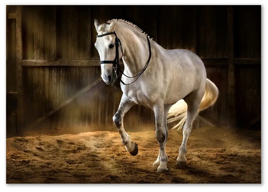 Wallmuralia Moderní foto obraz na stěnu Bílý kůň ve stáji 100x70 cm