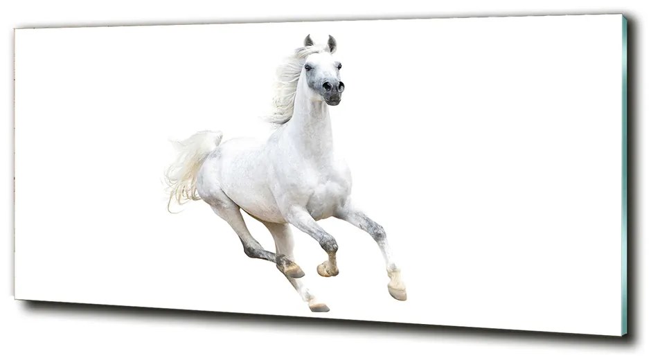 Wallmuralia Foto-obraz skleněný horizontální Bílý arabský kůň 125x50 cm