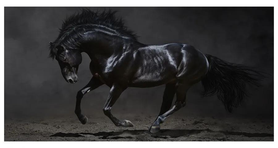 Wallmuralia Foto obraz akrylový na stěnu Černý kůň 120x60 cm