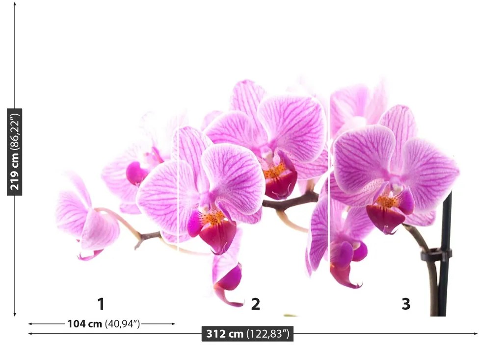 Fototapeta Růžová orchidej 104x70