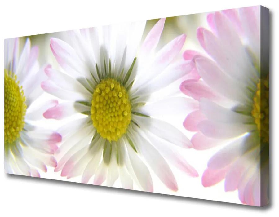 Obraz na plátně Sedmikráska Rostlina Příroda 140x70 cm