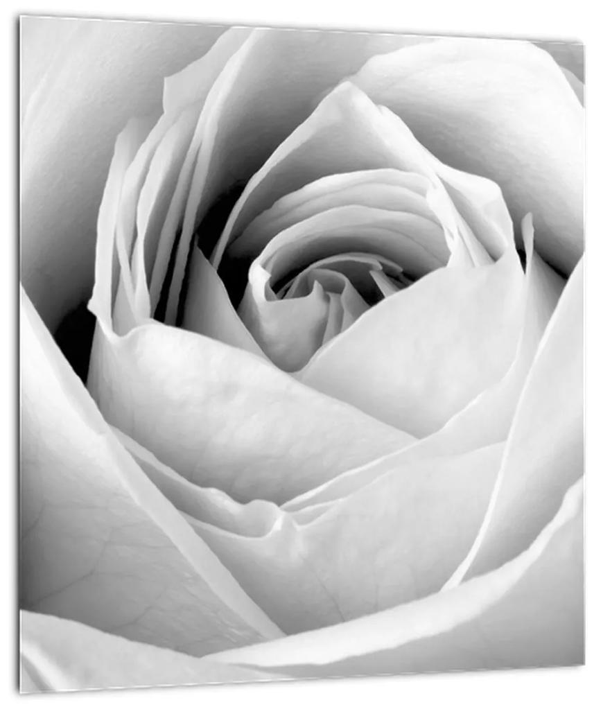 Obraz - Detail květu růže (30x30 cm)