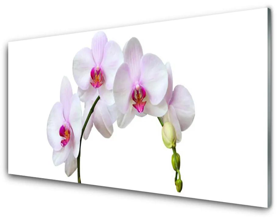 Plexisklo-obraz Vstavač Orchidej Květiny 125x50 cm