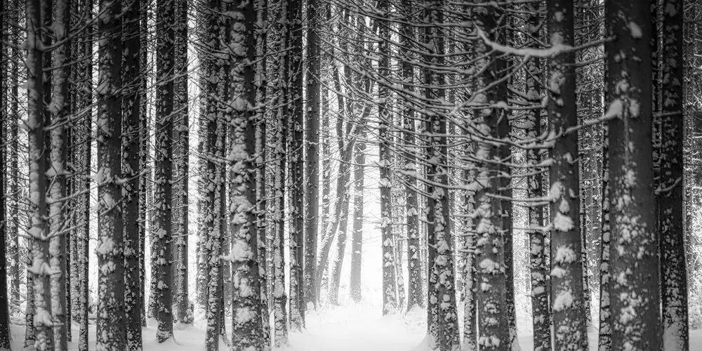 Obraz les zahalen sněhem v černobílém provedení Varianta: 100x50