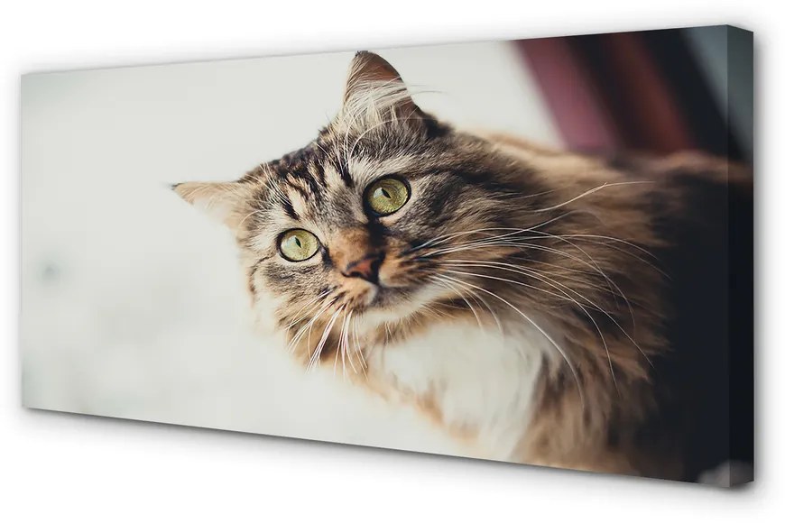 Obrazy na plátně Mainská mývalí kočka 120x60 cm