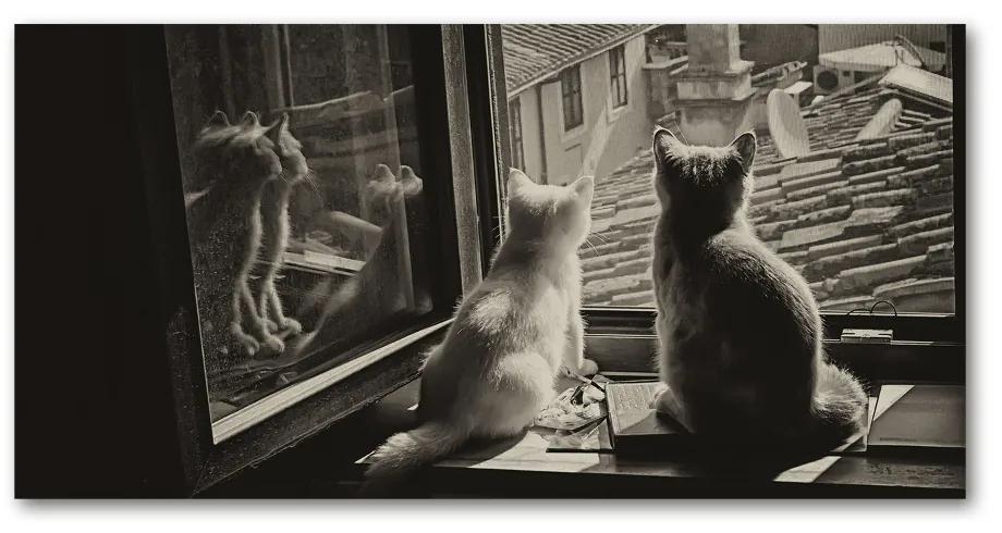 Wallmuralia Foto obraz akrylový Kočky při okně 100x50