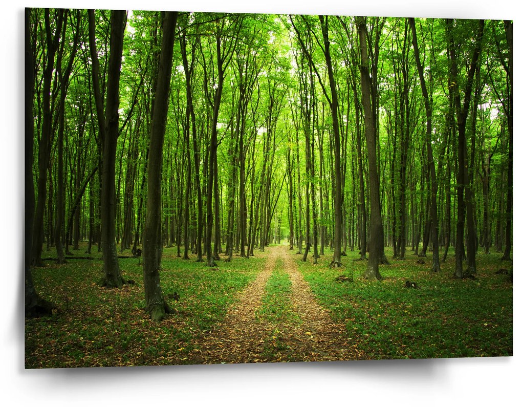 Obraz - Cesta v lese 150x110 cm