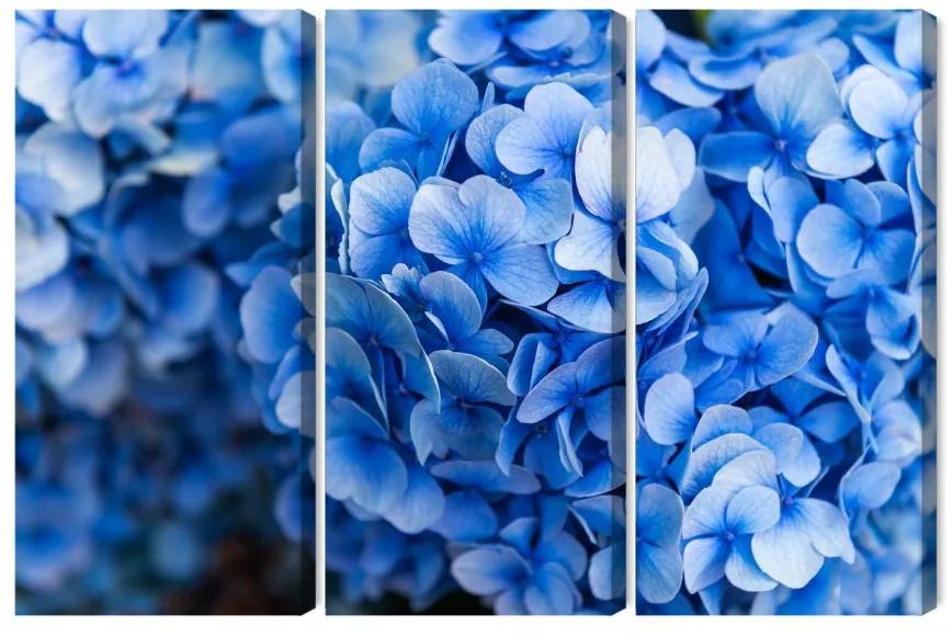 Vícedílný obraz Modré Květy Hortenzie Zblízka Nedostatek Nedostatek Přírodní plátno 60x40