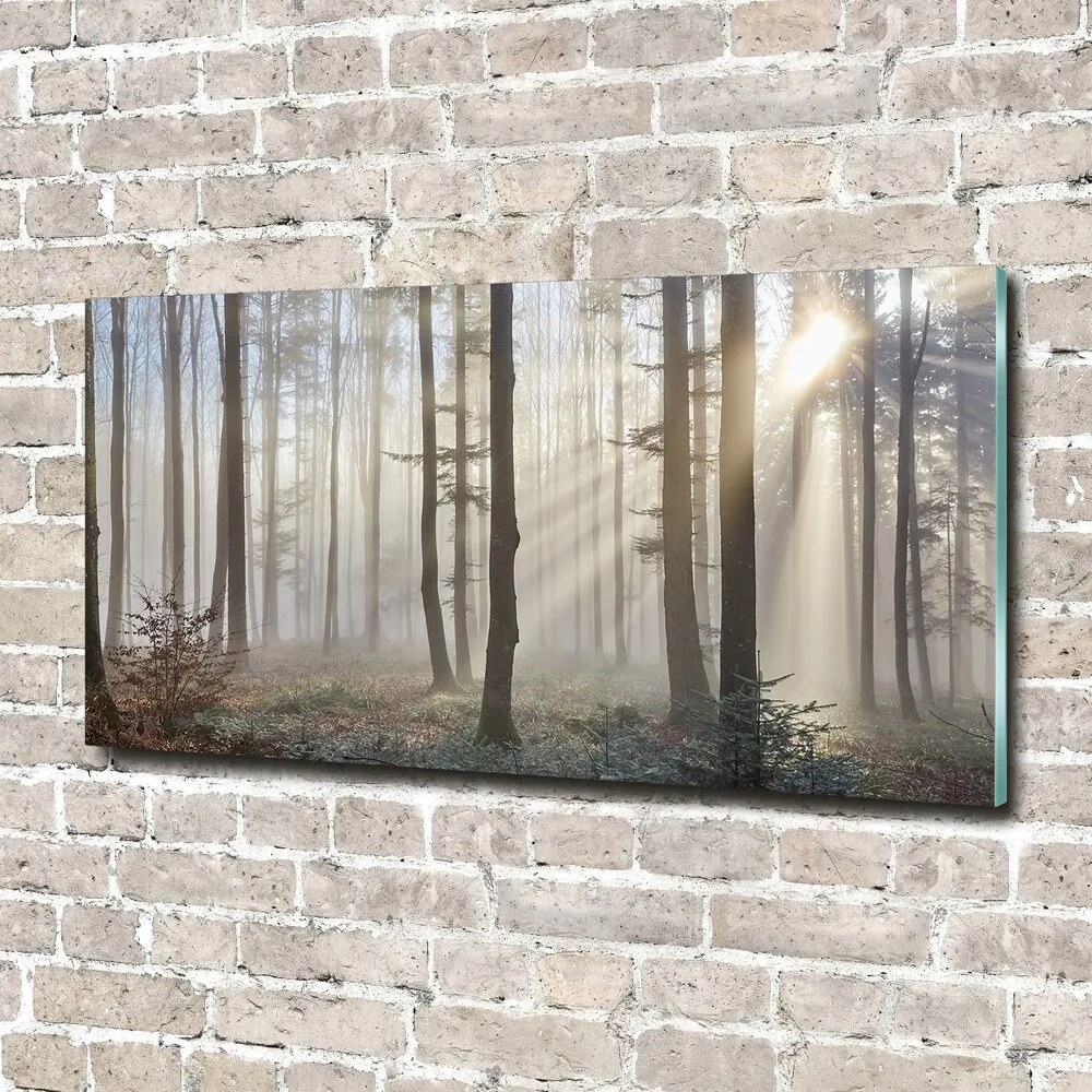 Wallmuralia Fotoobraz na skle Mlha v lese 140x70 cm