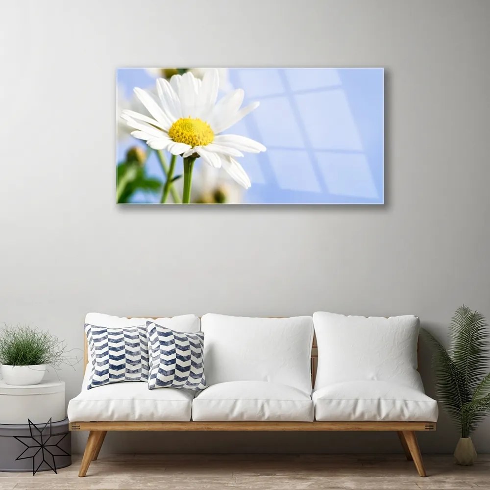 Plexisklo-obraz Sedmikráska Rostlina Příroda 100x50 cm