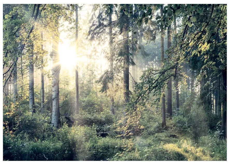 Samolepící fototapeta - Příběhy lesa 98x70