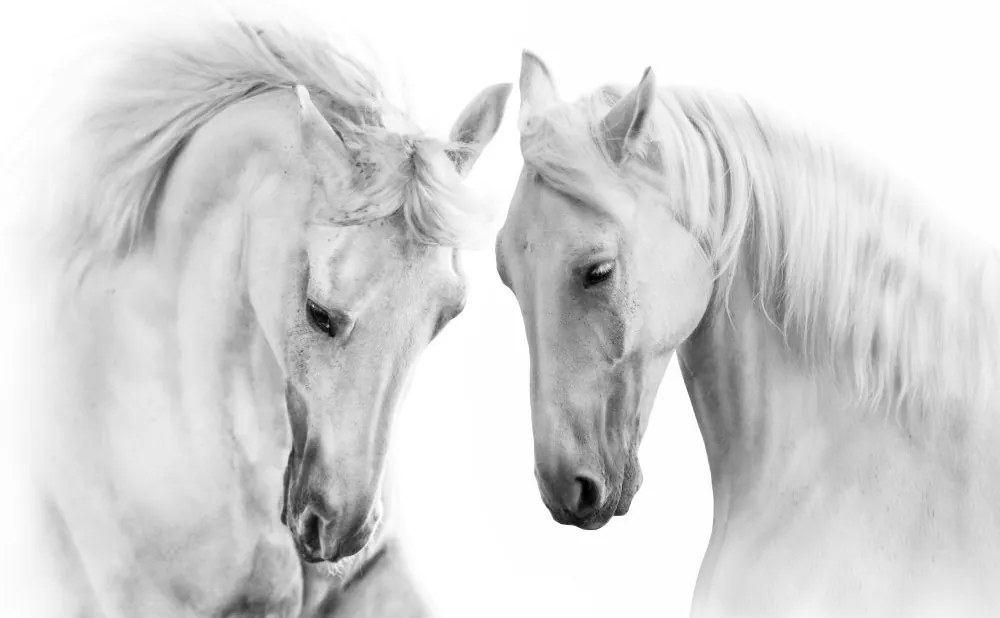 Vícedílný obraz Dva Koně Na Bílém Pozadí Nedostatek Nedostatek Plátno Canvas 240x150