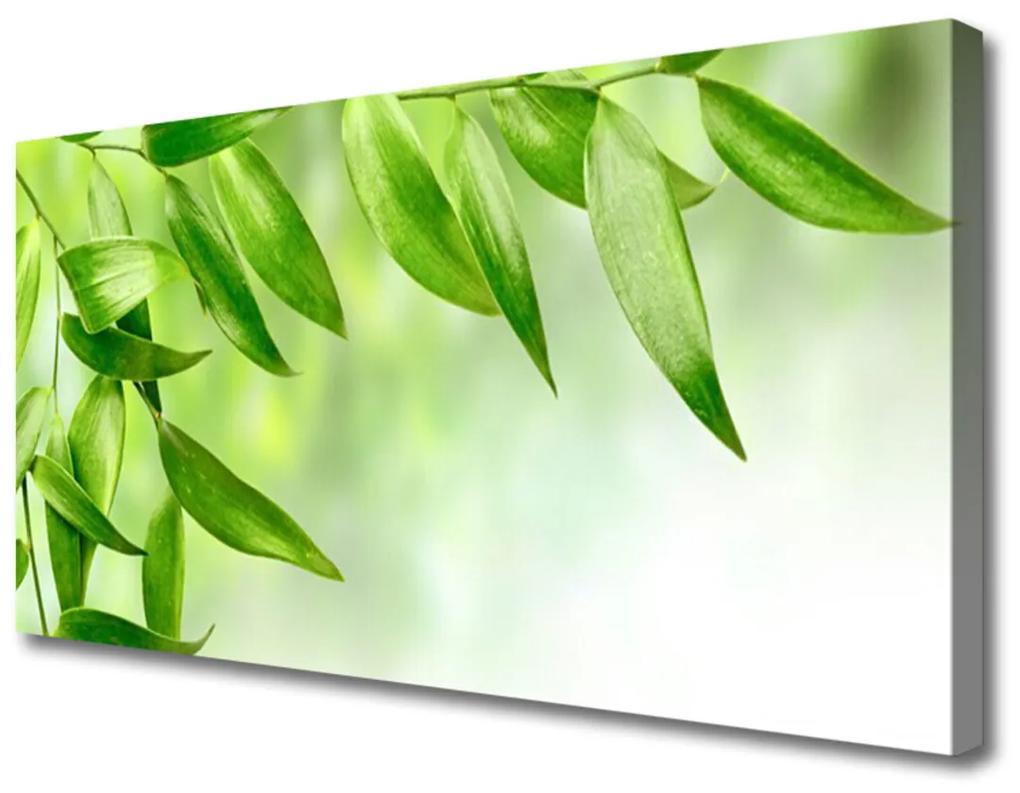Obraz Canvas Zelené Listy Příroda
