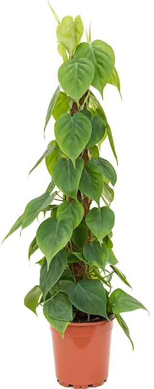 Gardners Pokojová rostlina  Philodendron scandens s kokosovou vzpěrou 80 cm, průměr 17-19 cm Filodendron