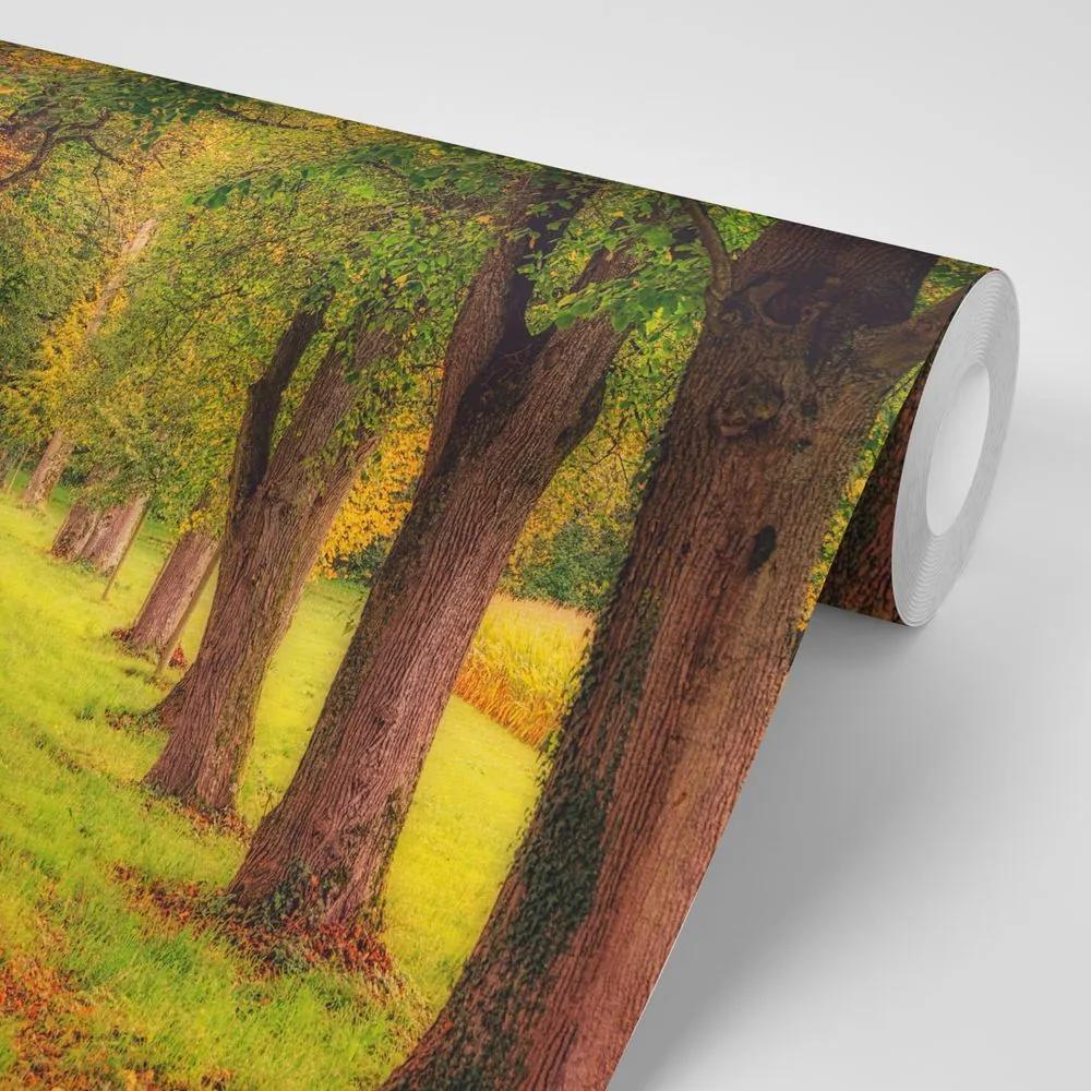 Samolepící fototapeta stezka podzimním lesem