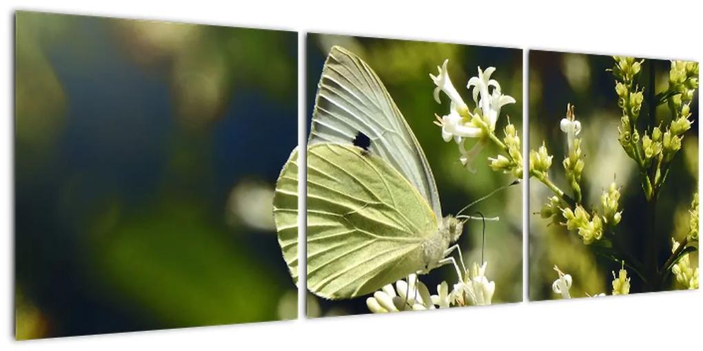 Obraz motýla (120x40 cm), 40 dalších rozměrů
