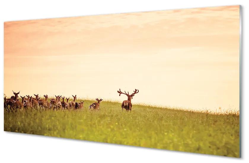 Obraz na skle Stádo jelenů pole svítání 140x70 cm