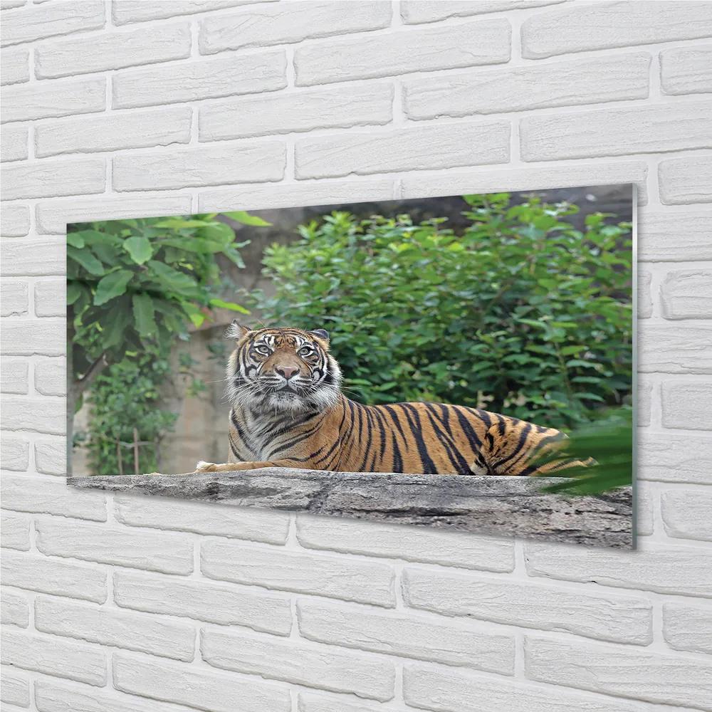 akrylový obraz Tiger Woods 140x70 cm