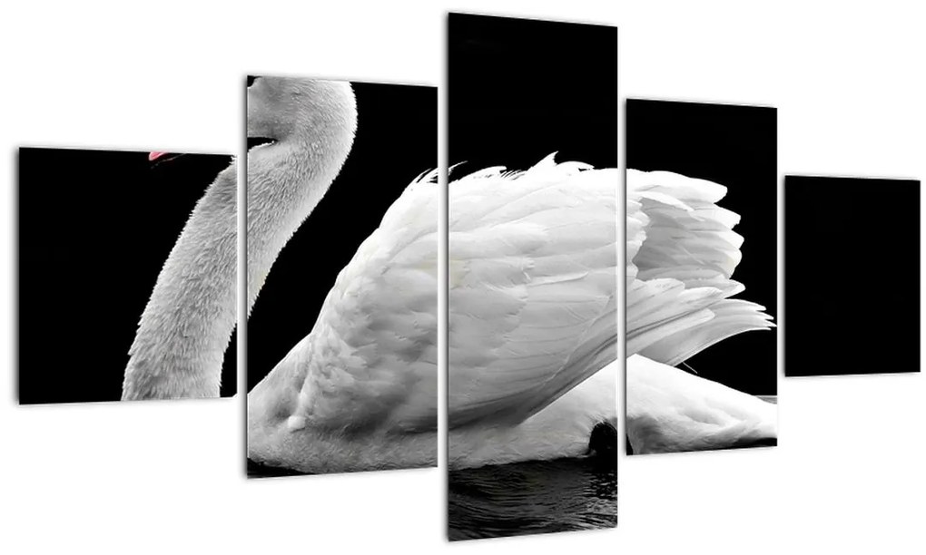 Obraz černobílé labutě (125x70 cm), 40 dalších rozměrů
