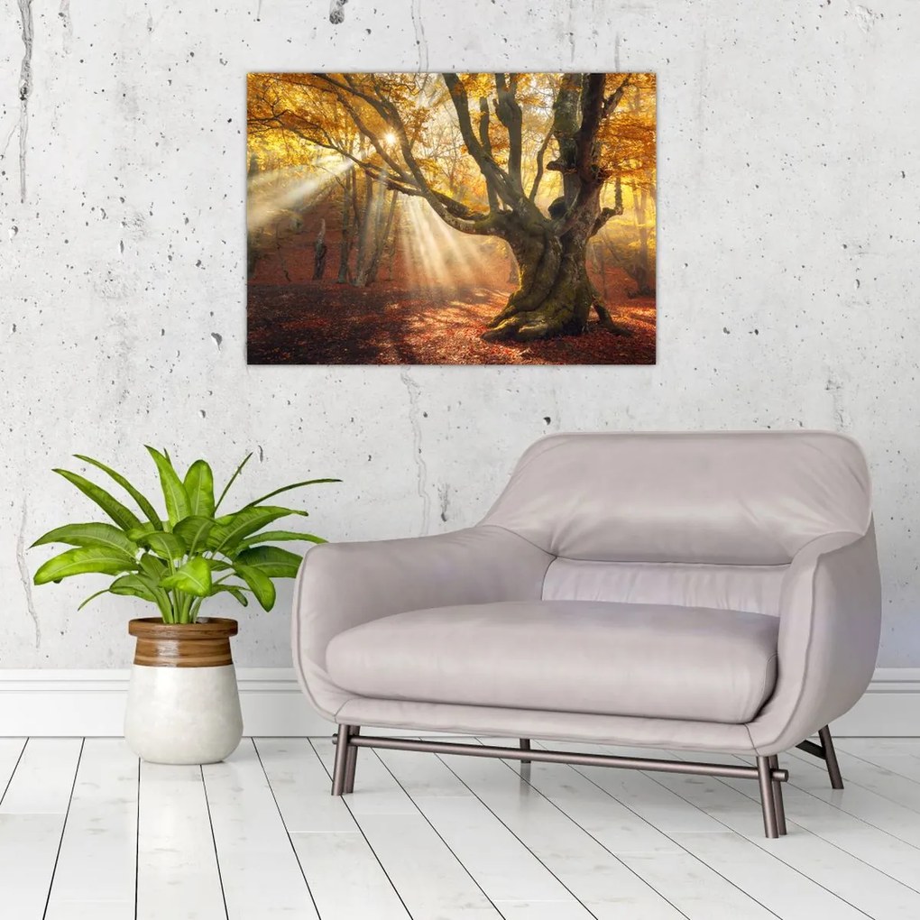 Obraz - Podzimní svit (70x50 cm)