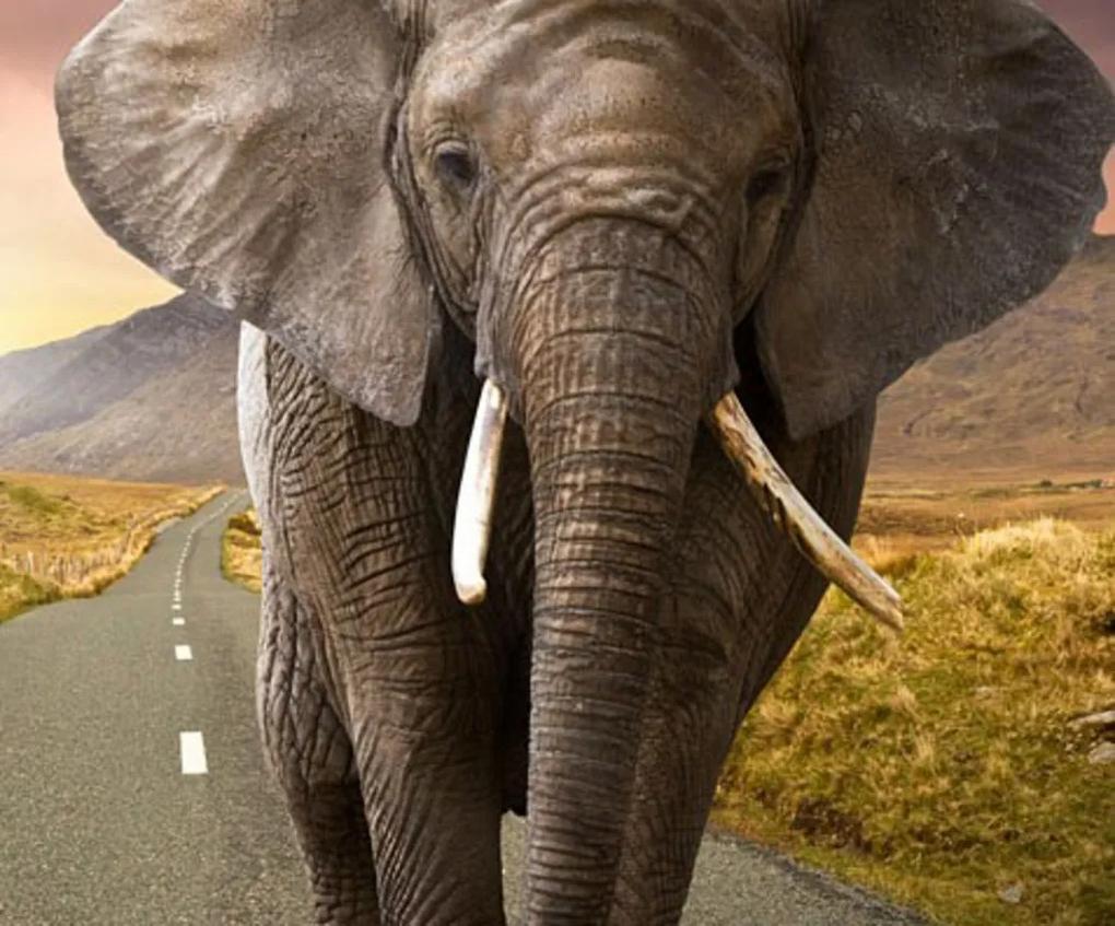Obraz Slon na cestě Velikost (šířka x výška): 90x60 cm