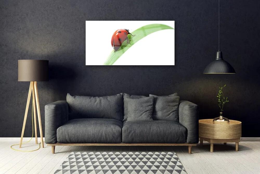 Obraz na skle Beruška List Příroda 140x70 cm