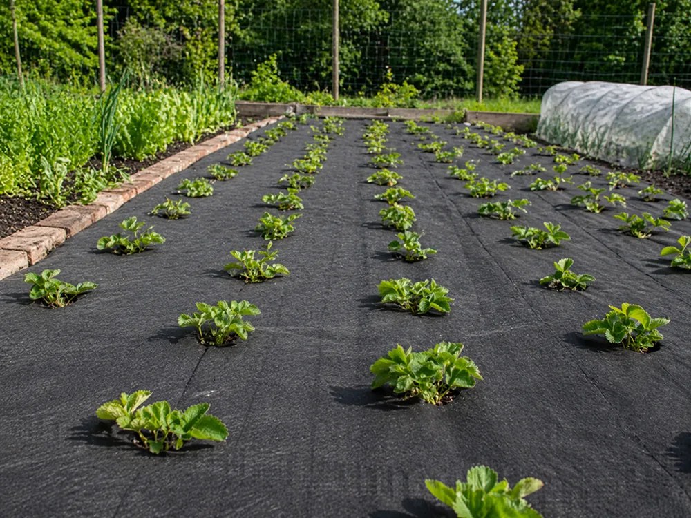DIVODV Hustá agrovlákna 50 g, 1,5 m × 50 m, protiburinová mulčovací rohož, černá