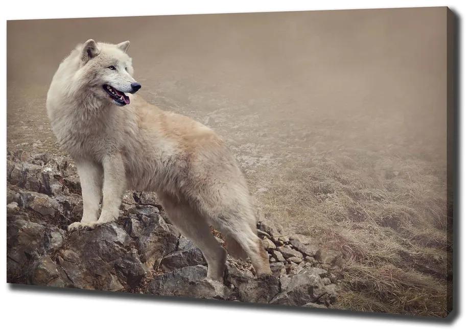 Wallmuralia Foto obraz na plátně do obýváku Bílý vlk na skále 100x70 cm
