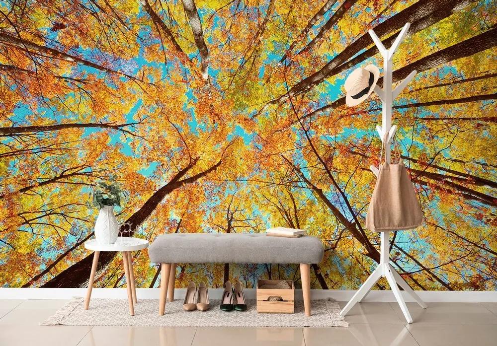 Samolepící fototapeta podzimní koruny stromů - 150x100 cm