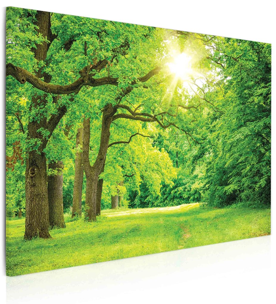 Malvis ® Obraz Lesní mýtinka Velikost: 120x80 cm