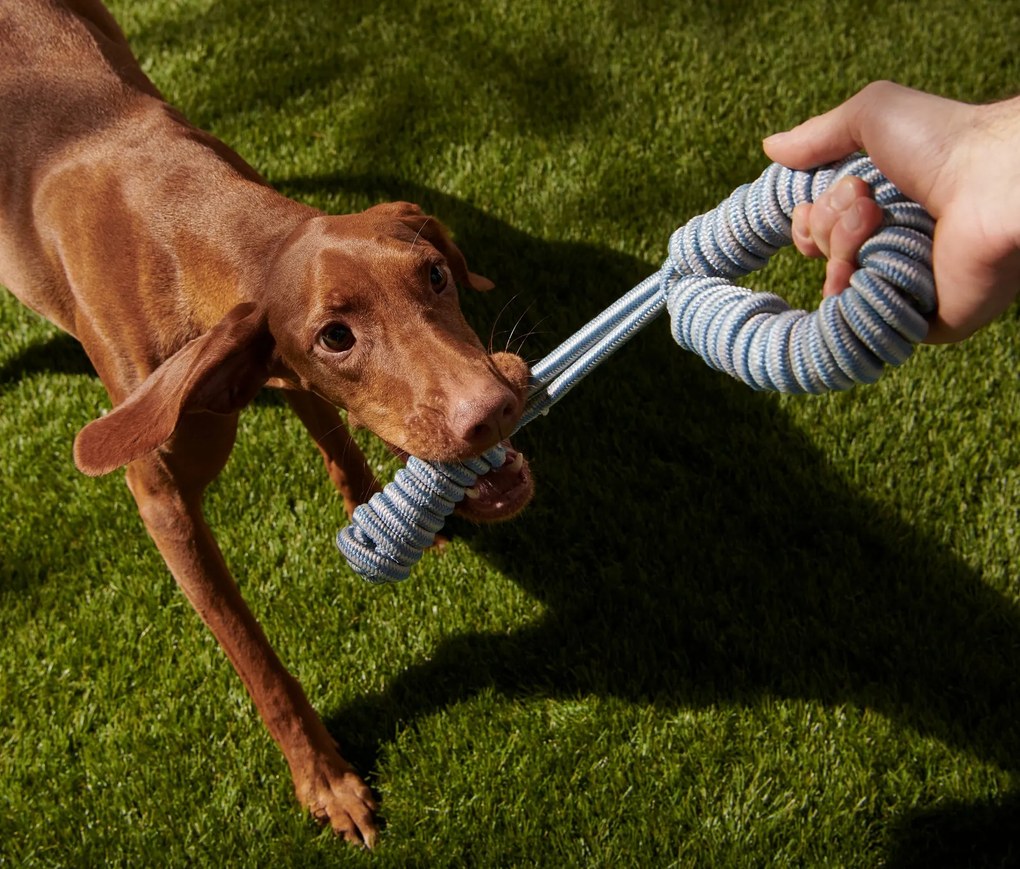 Tchibo - Přetahovací hračka pro psy - barva: modrá
