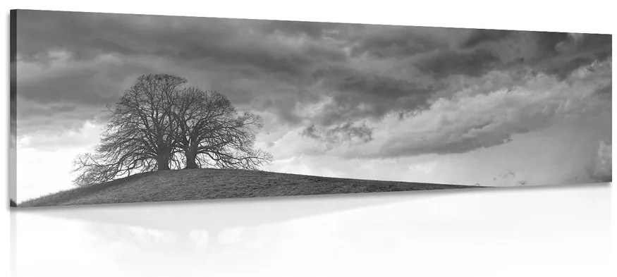 Obraz černobílé osamělé stromy