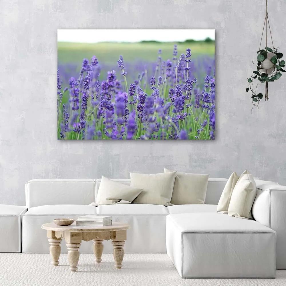 Obraz na plátně Příroda levandulového pole - 120x80 cm