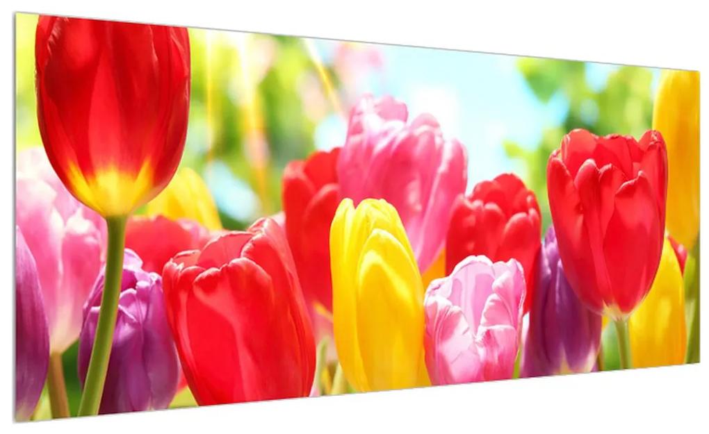 Obraz tulipánů  (100x40 cm)