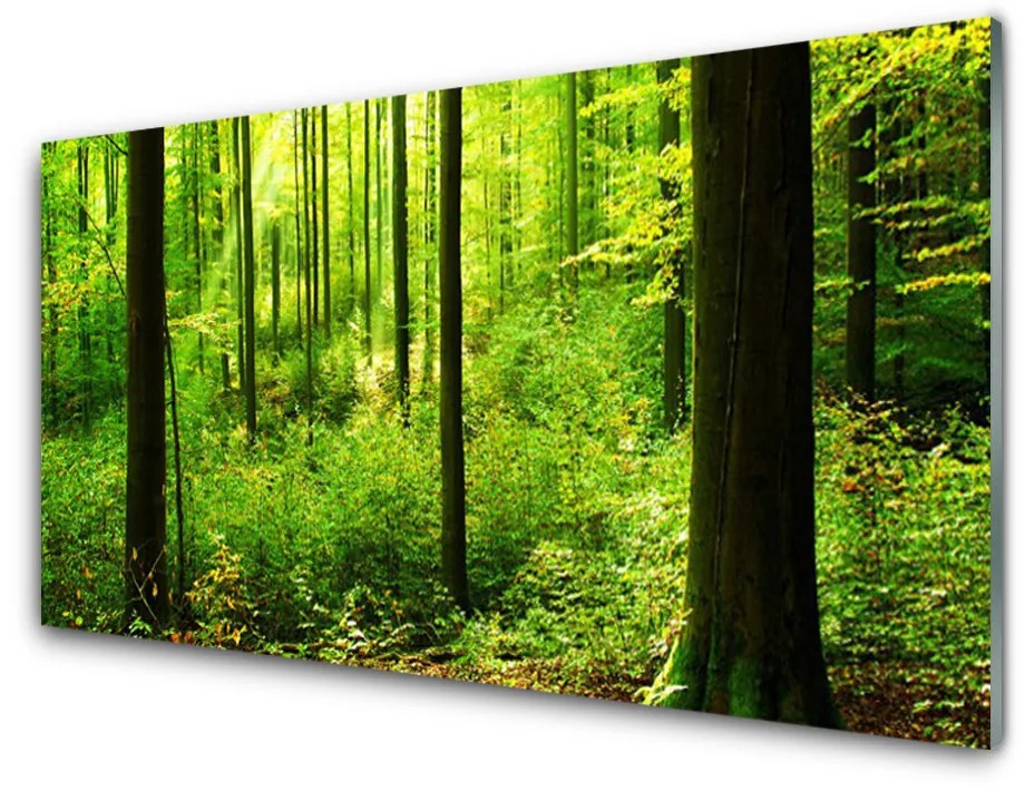Obraz na skle Les Zeleň Stromy Příroda 100x50 cm