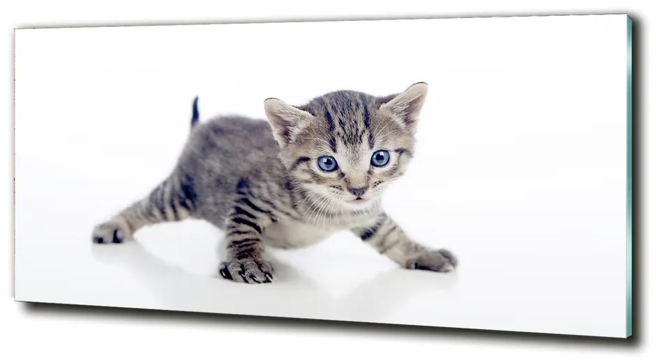 Wallmuralia Foto-obrah sklo tvrzené Malá kočka 125x50 cm