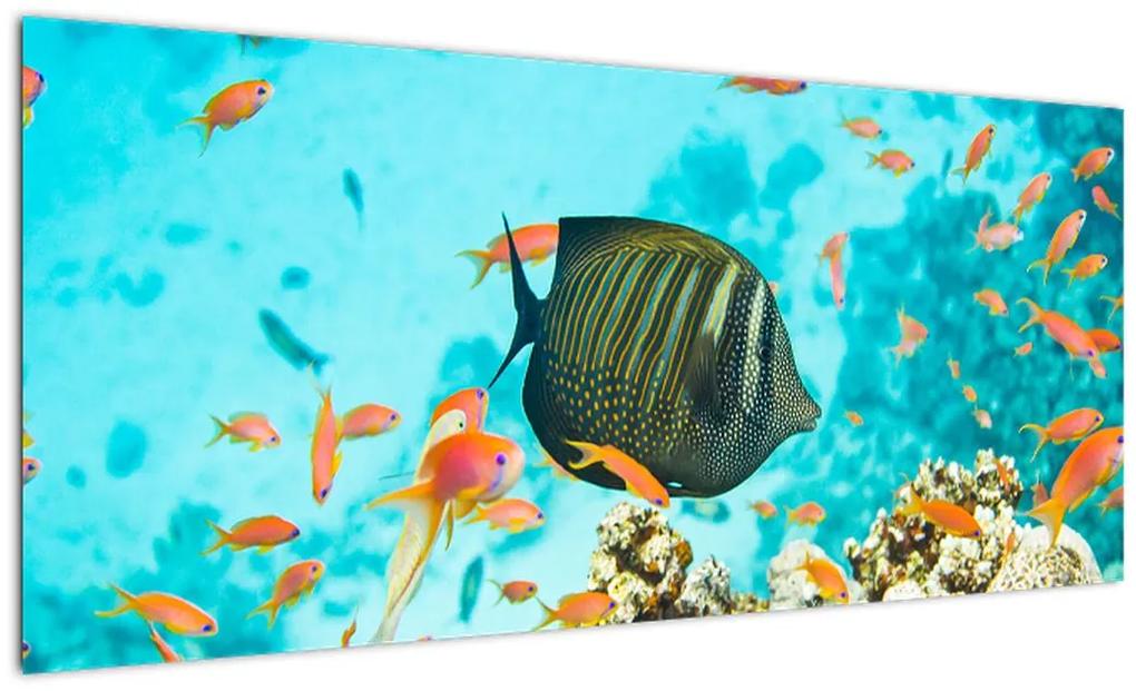 Obraz ryb v akvárii (100x40cm)
