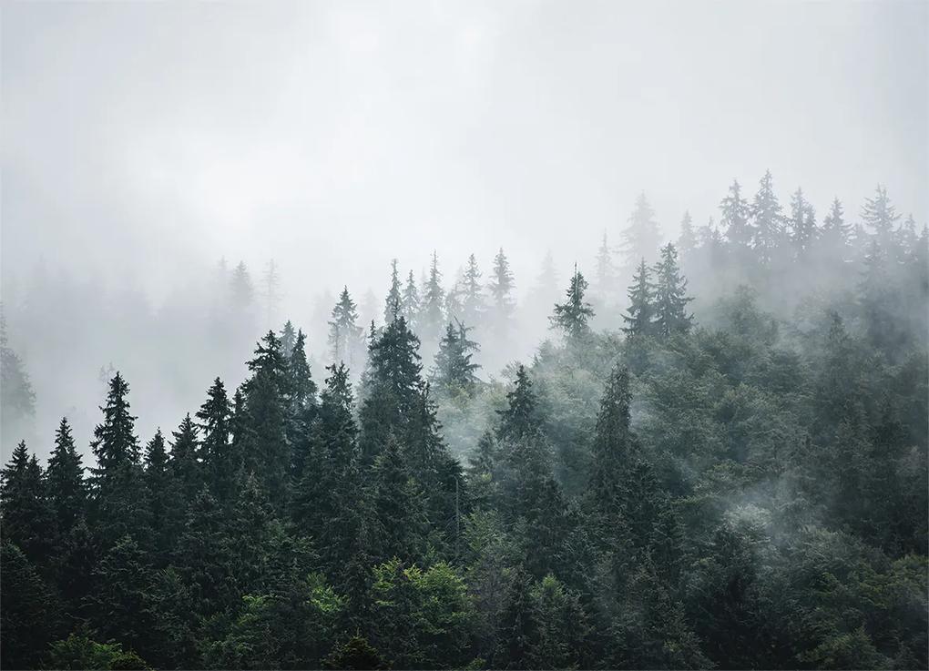 Malvis Tapeta les v mlze Vel. (šířka x výška): 144 x 105 cm