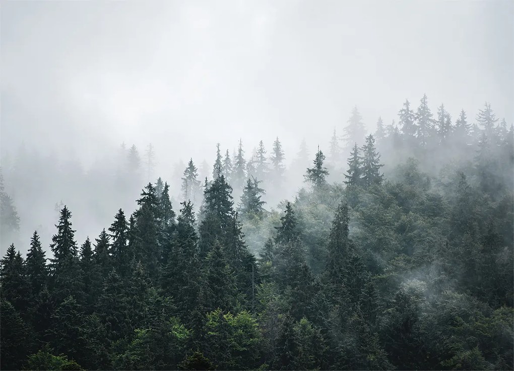 Malvis Tapeta les v mlze Vel. (šířka x výška): 432 x 290 cm